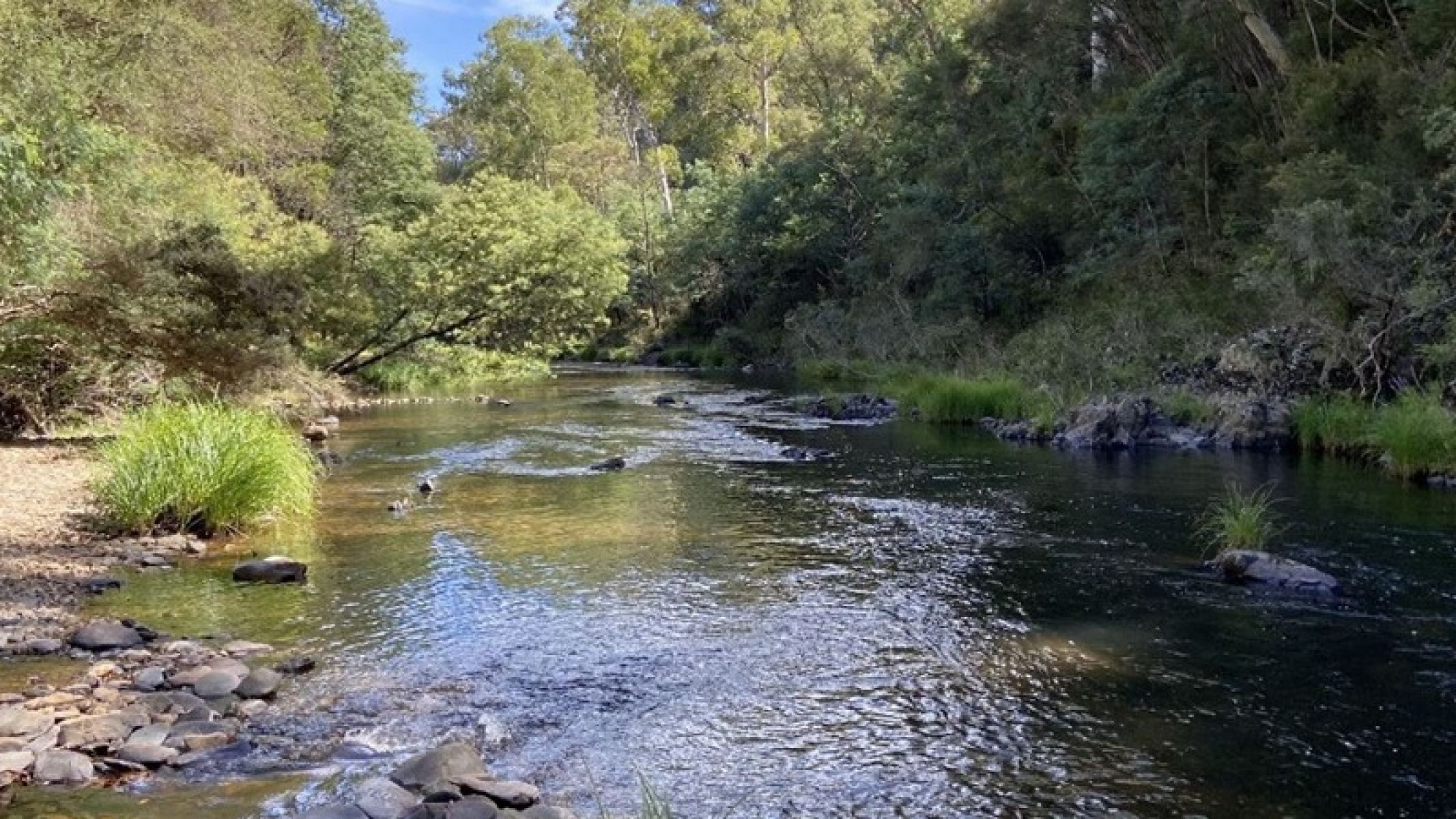 Waterside forest camping this summer