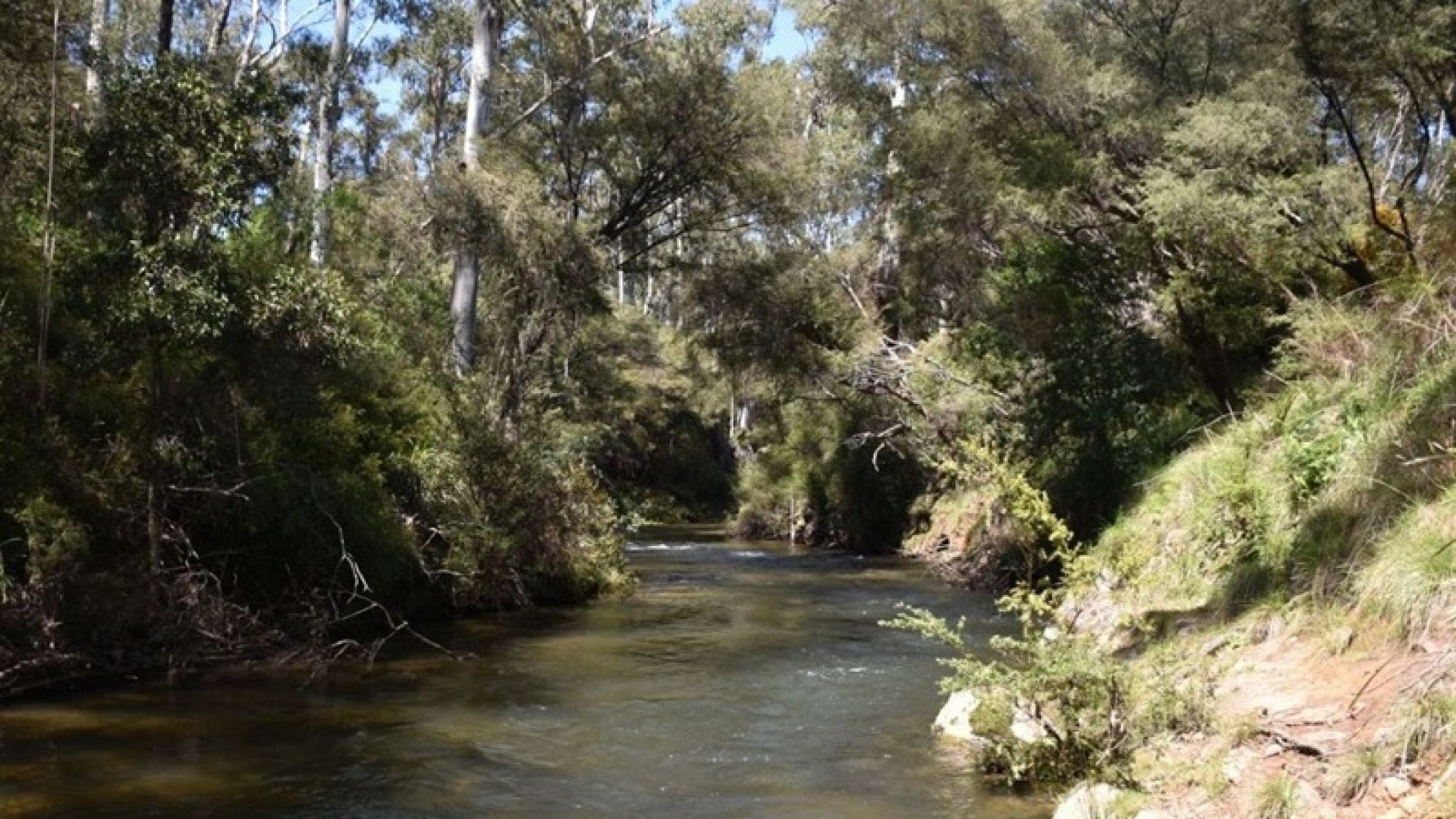 Waterside forest camping this summer